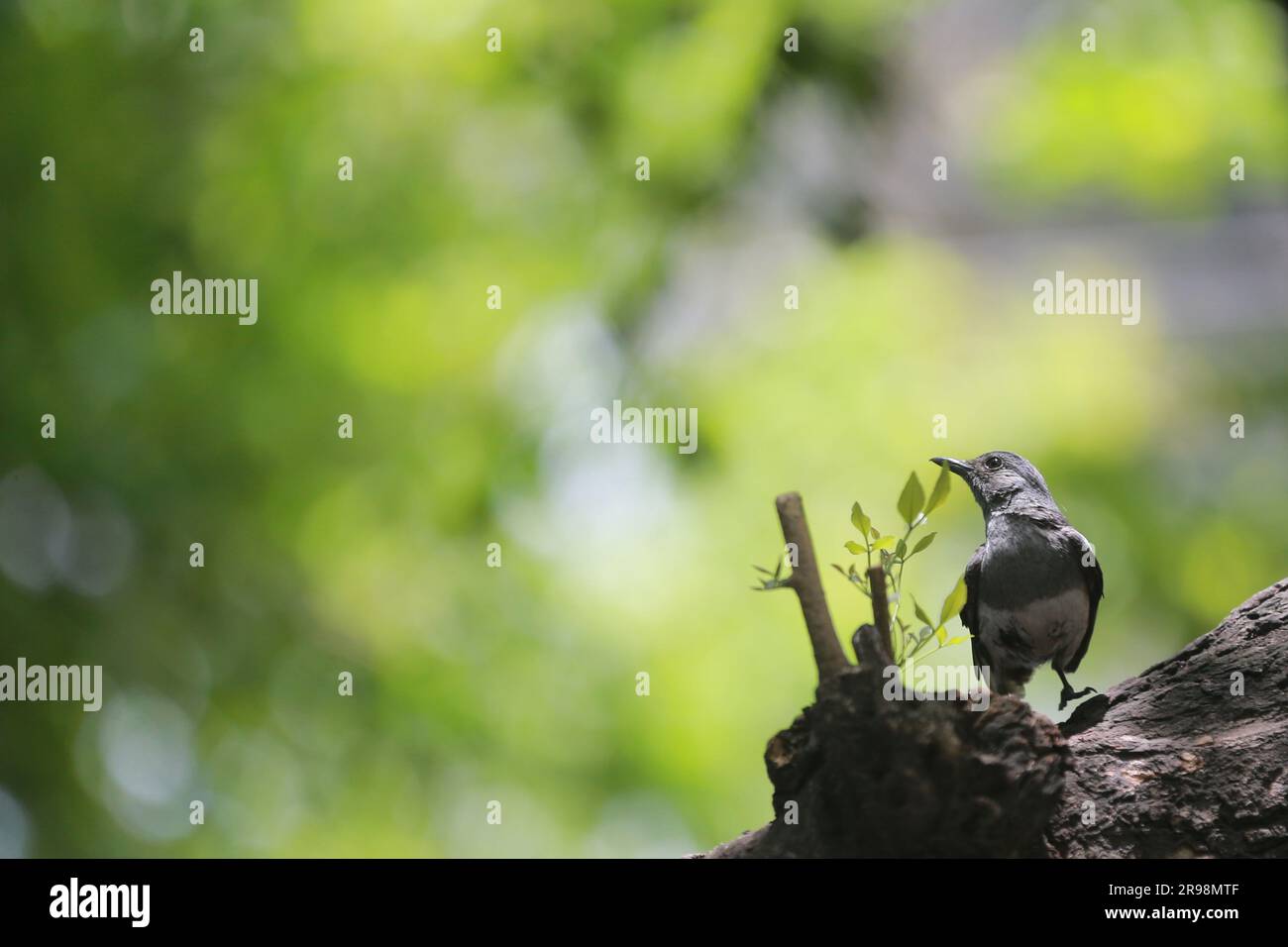 The National Bird of Bangladesh is the Oriental Magpie-Robin. They are ...