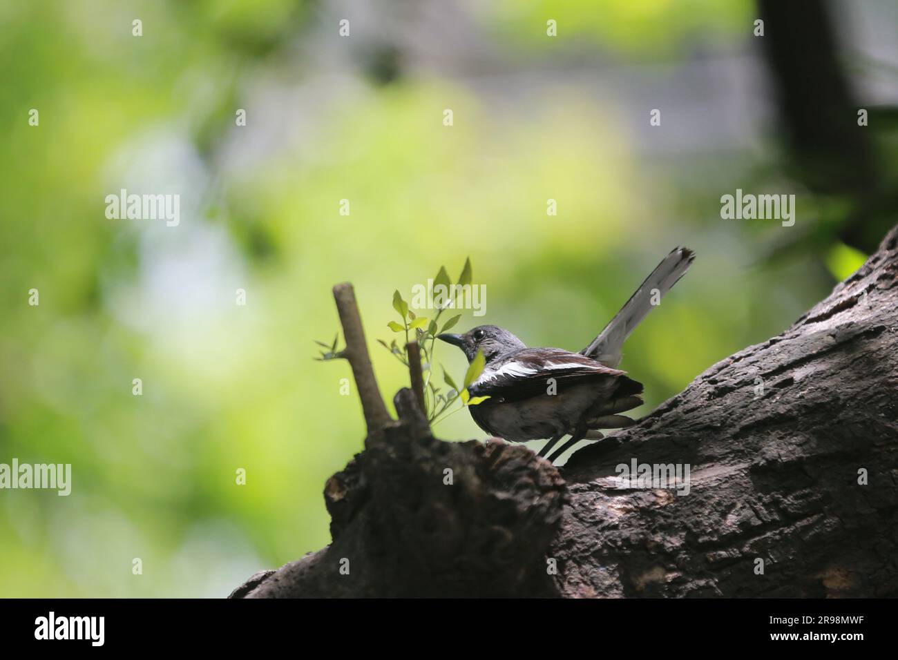 The National Bird of Bangladesh is the Oriental Magpie-Robin. They are ...