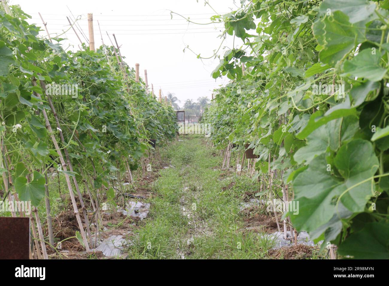 Healthy Snake Gourd on tree in farm for harvest are cash crops Stock ...