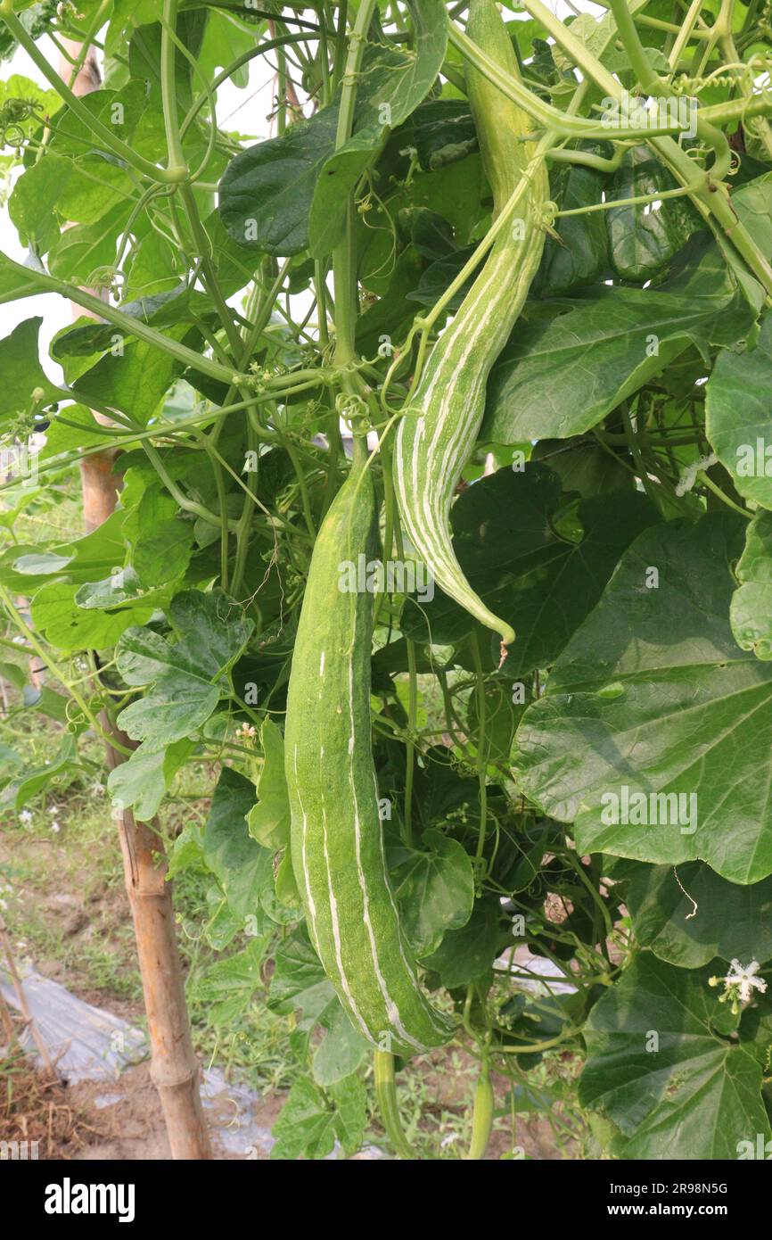Healthy Snake Gourd on tree in farm for harvest are cash crops Stock ...