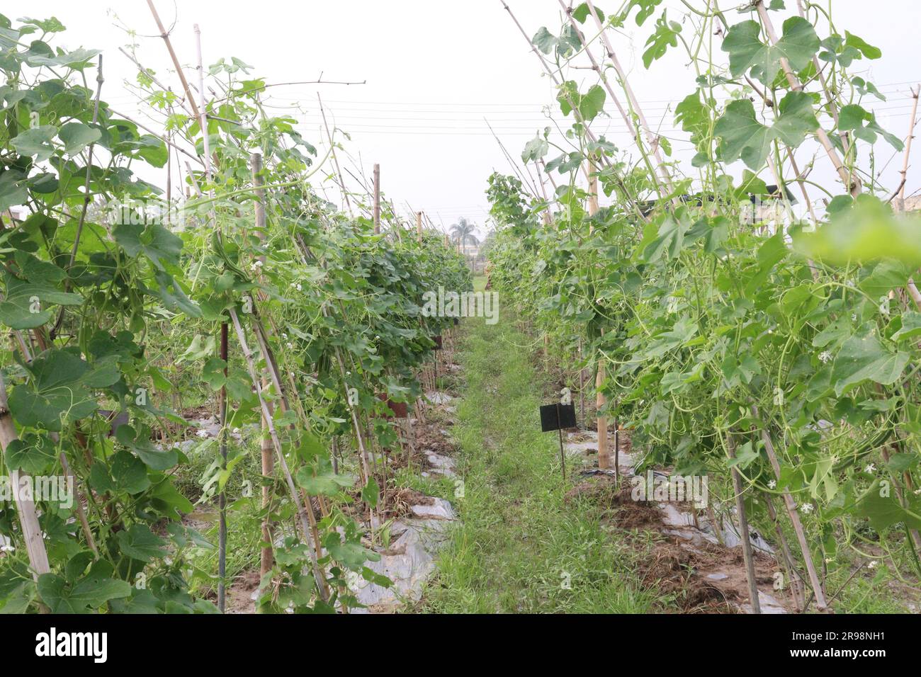 Healthy Snake Gourd on tree in farm for harvest are cash crops Stock ...