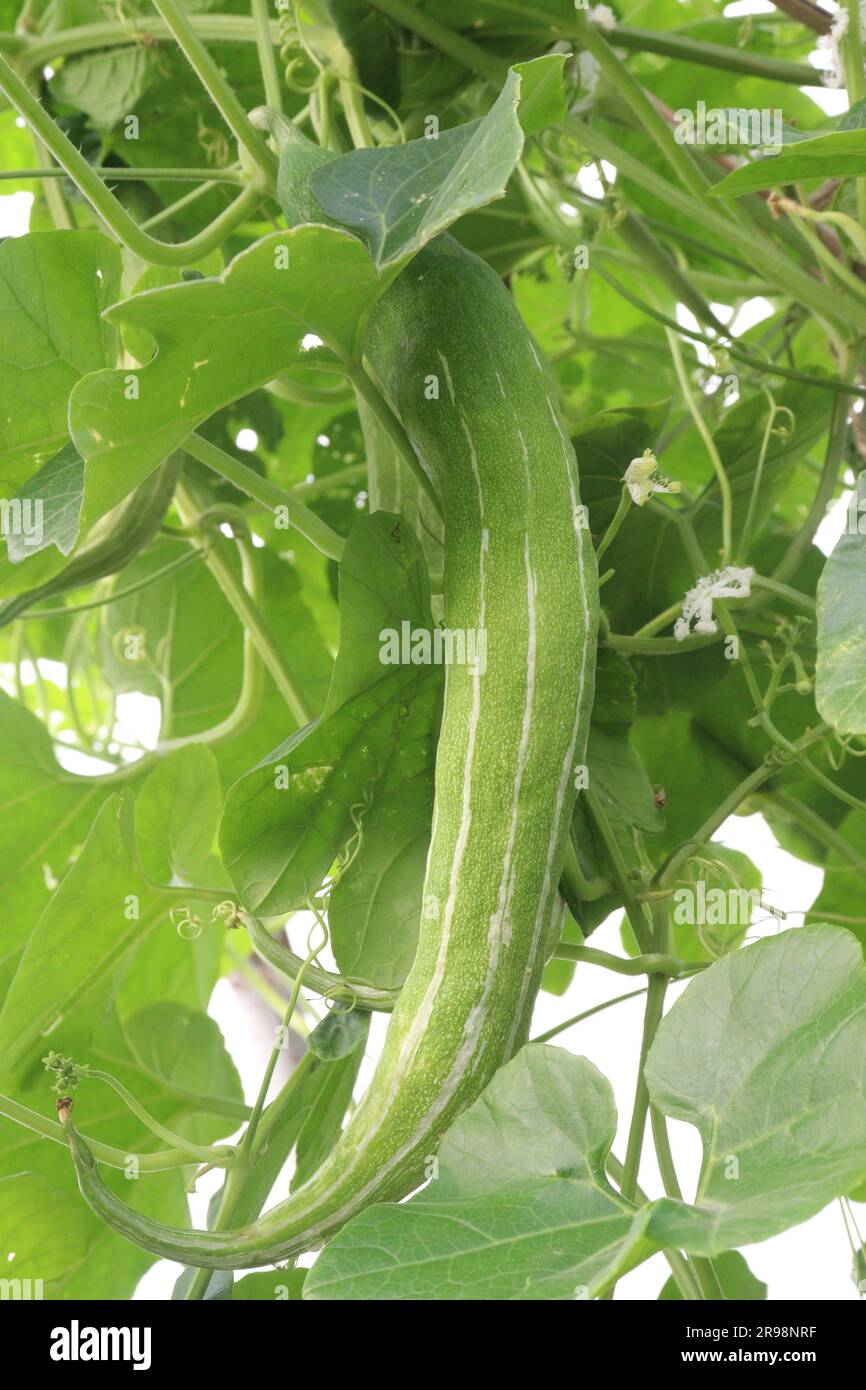 Healthy Snake Gourd on tree in farm for harvest are cash crops Stock ...