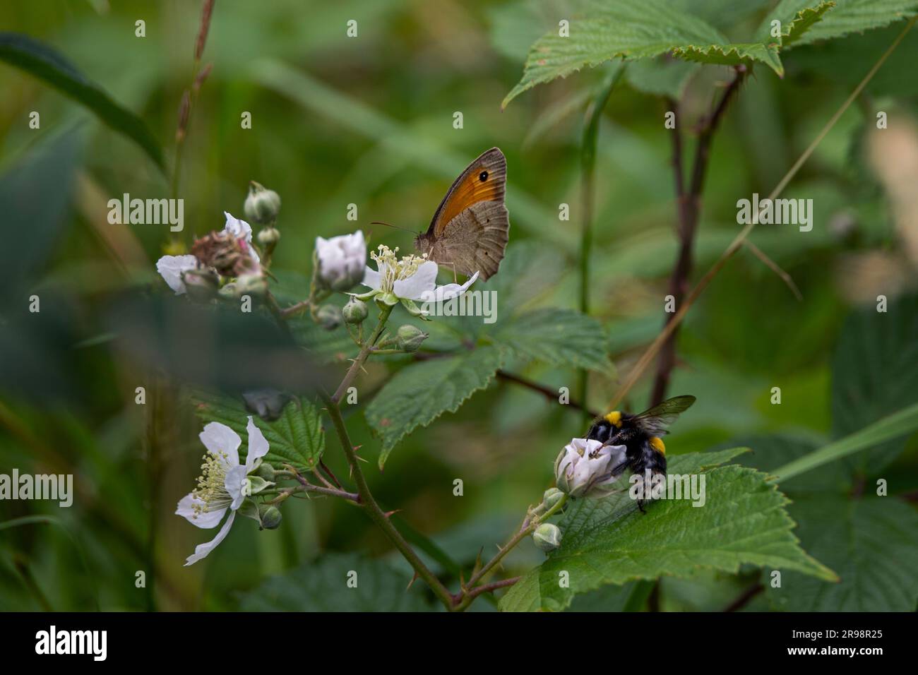 gatekeeper butterfly and buff-tailed bumble bee feeding on flowers in ...