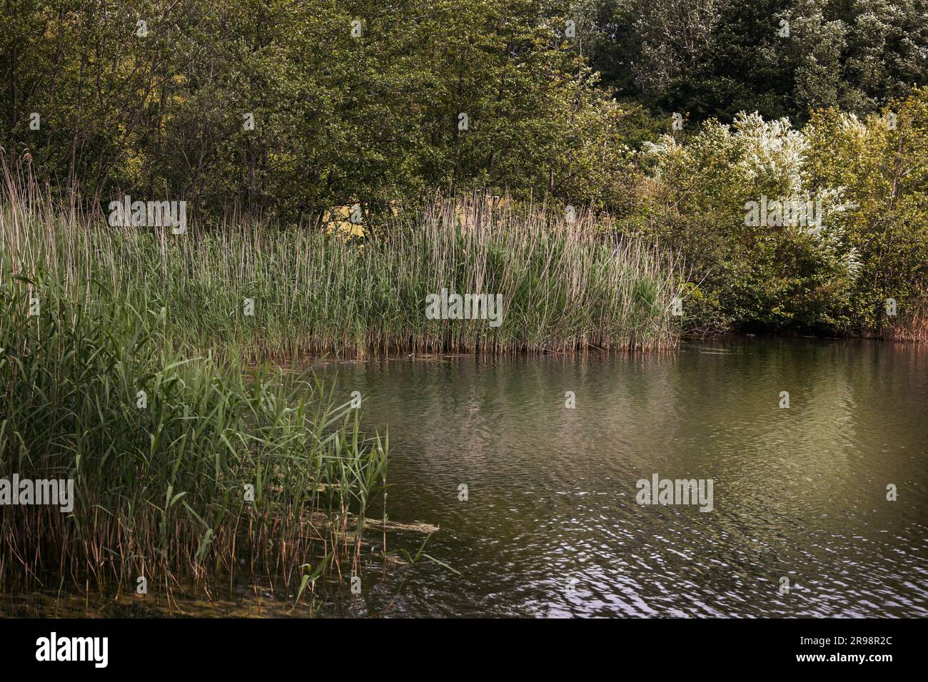 One of the lakes at southwater country park, west sussex, UK in June ...
