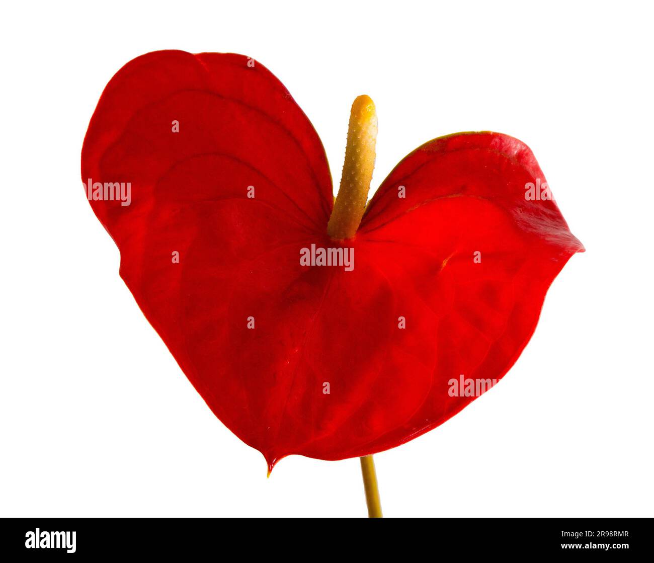 Anthurium Isolated On White Background Red Home Flower With A Yellow Center Flower In The