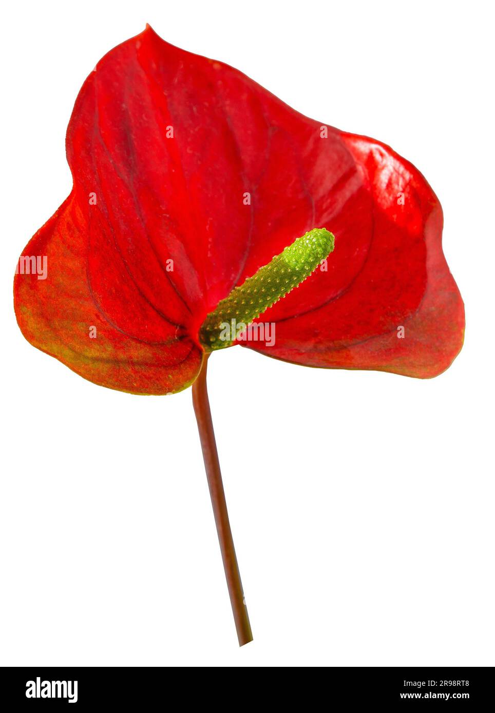 Anthurium isolated on white background. Red home flower with a yellow ...