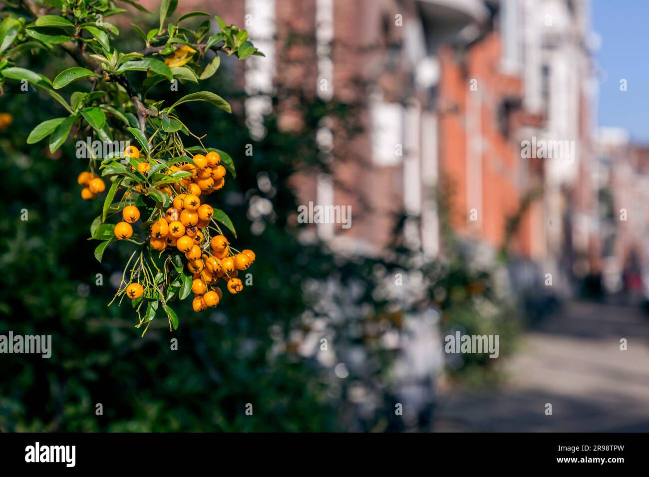 Rowan berry cluster hi-res stock photography and images - Alamy