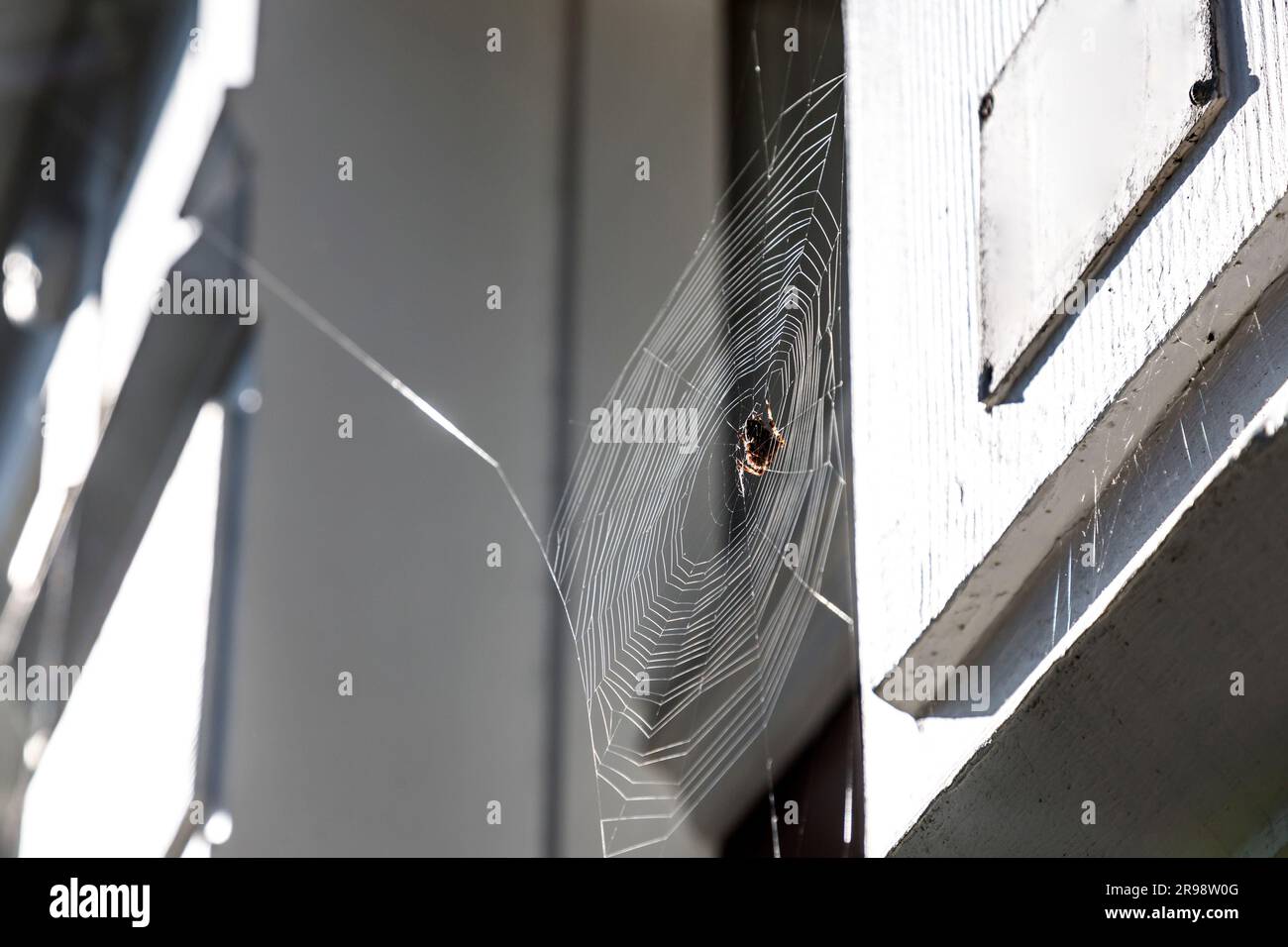 Spider on its net on a corner of a building entrance, direct morning ...