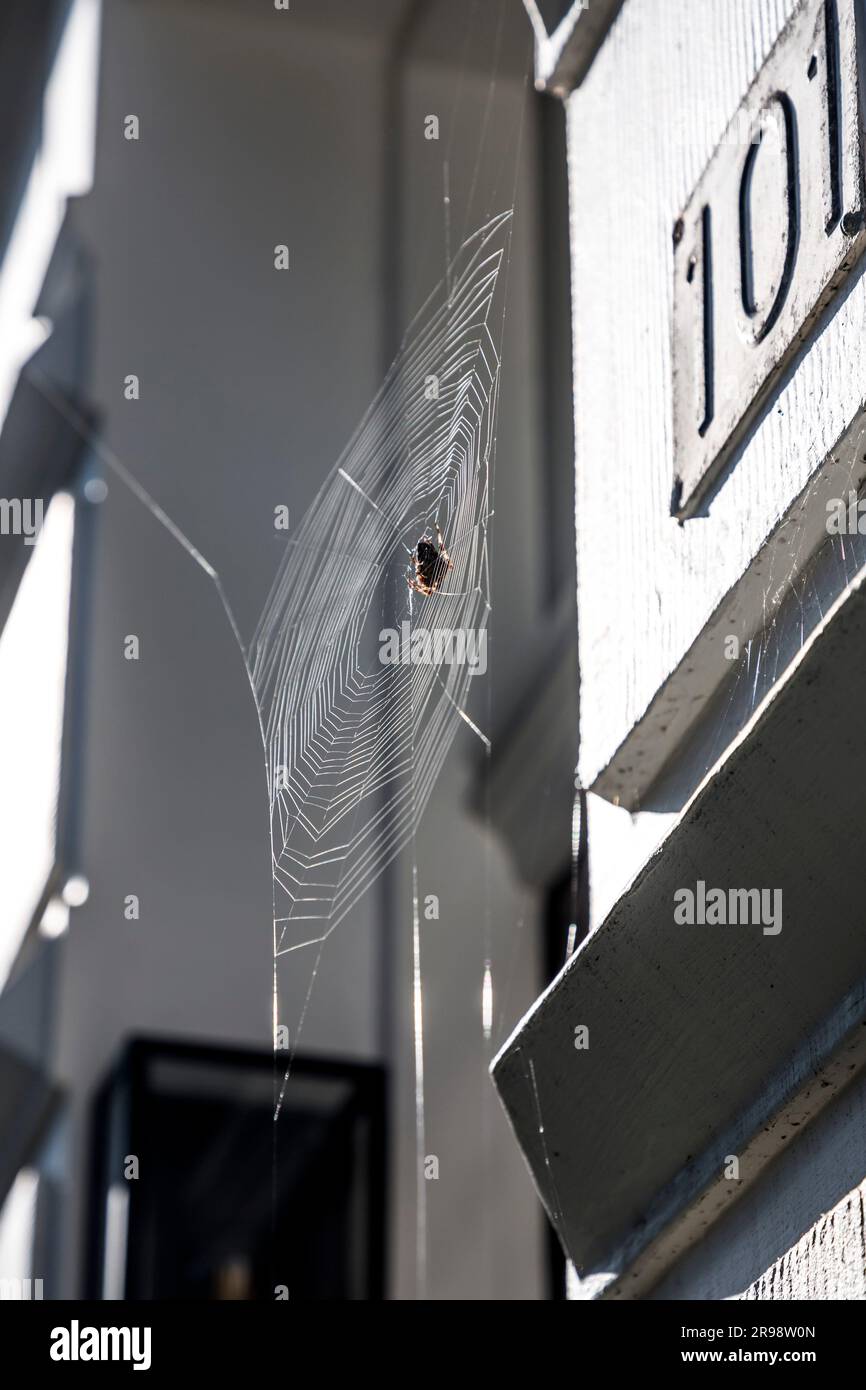 Spider on its net on a corner of a building entrance, direct morning ...