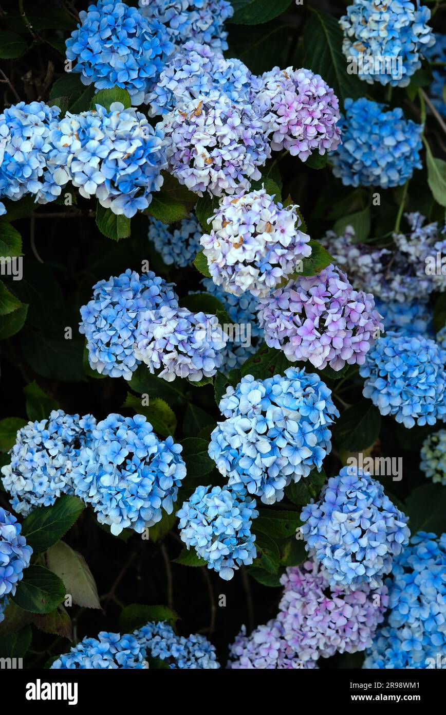 Gardening pink blue hydrangea hi-res stock photography and images - Alamy
