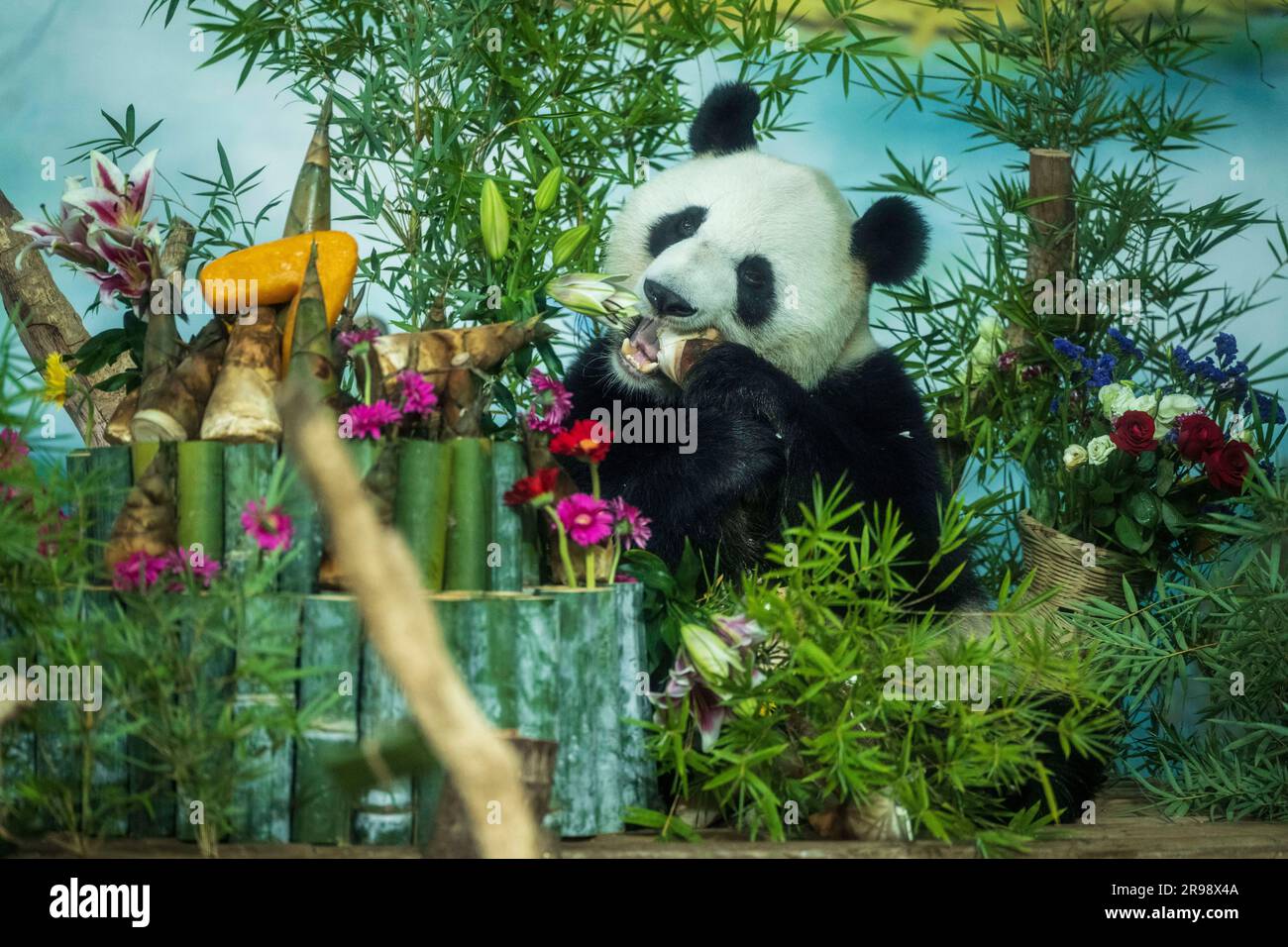NANJING, CHINA - JUNE 23, 2023 - Ji Mei, the older of twin giant pandas ...