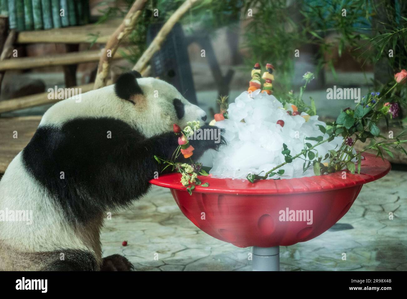 NANJING, CHINA - JUNE 23, 2023 - Ji Mei, the older of twin giant pandas ...