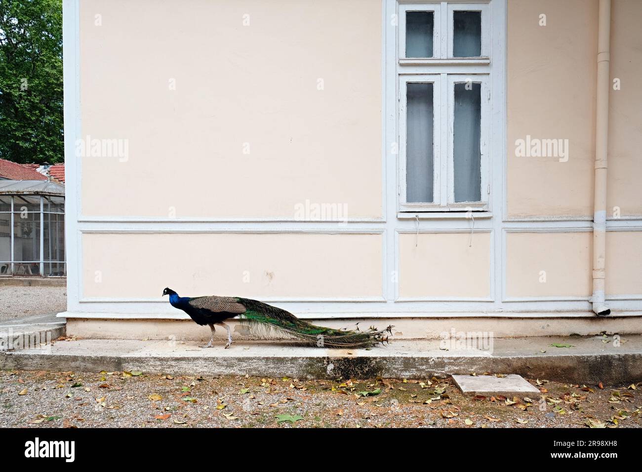 Peacock in the inner courtyard of Dolmabahce Palace in Istanbul, Turkey ...