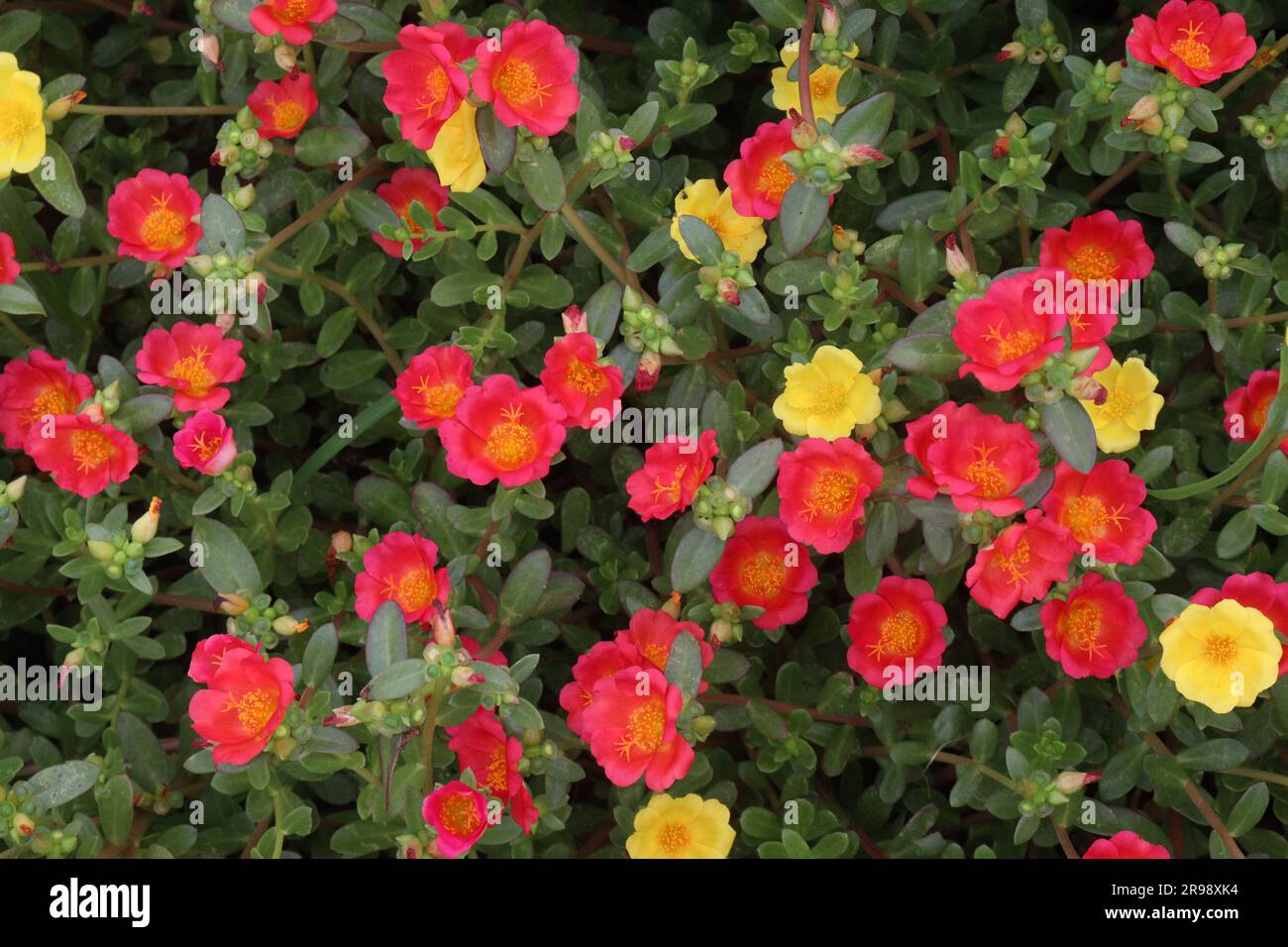 Moss rose purslane hi-res stock photography and images - Alamy