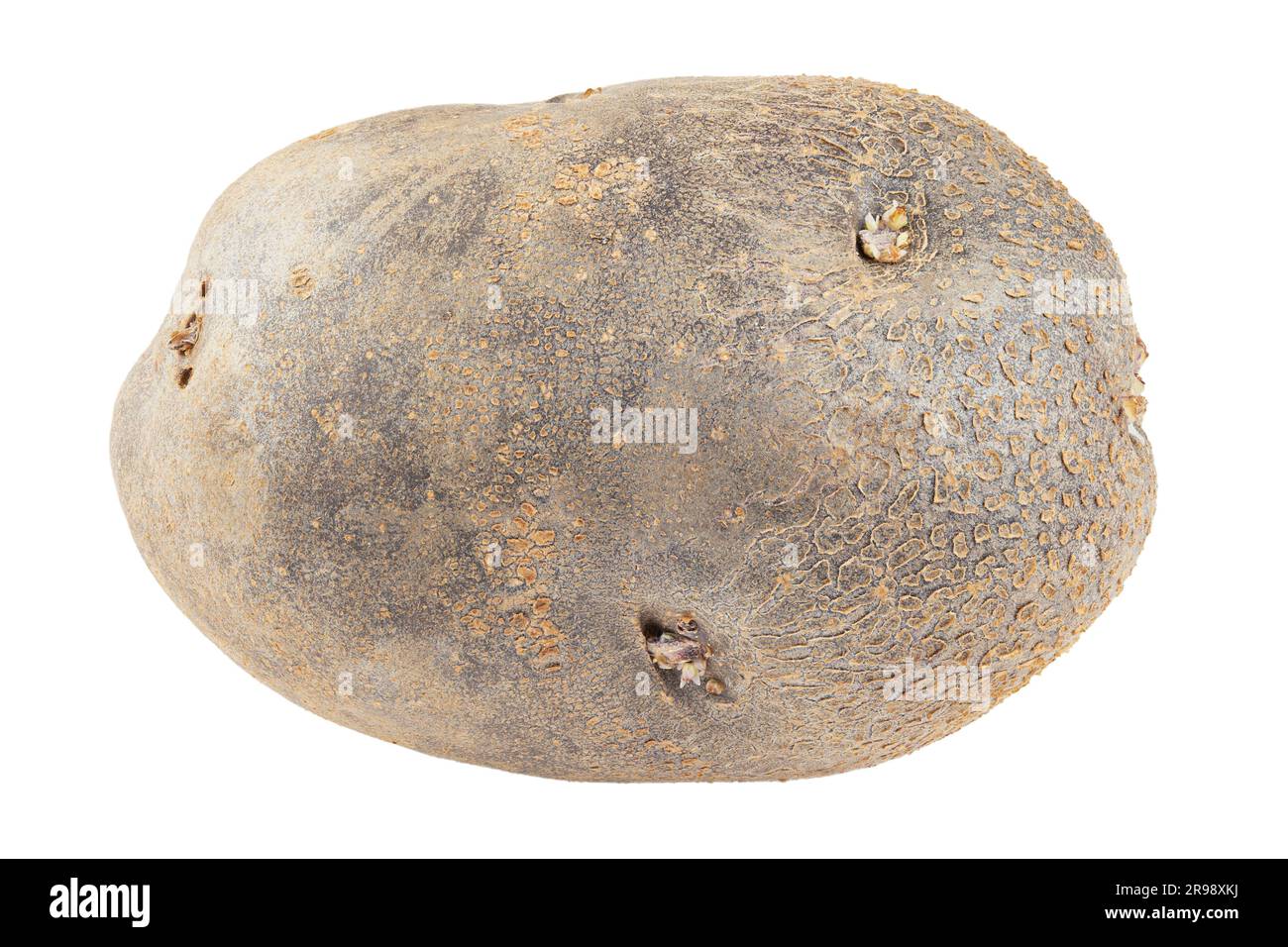 One raw potato, unpeeled. Isolated on a white background. File contains ...