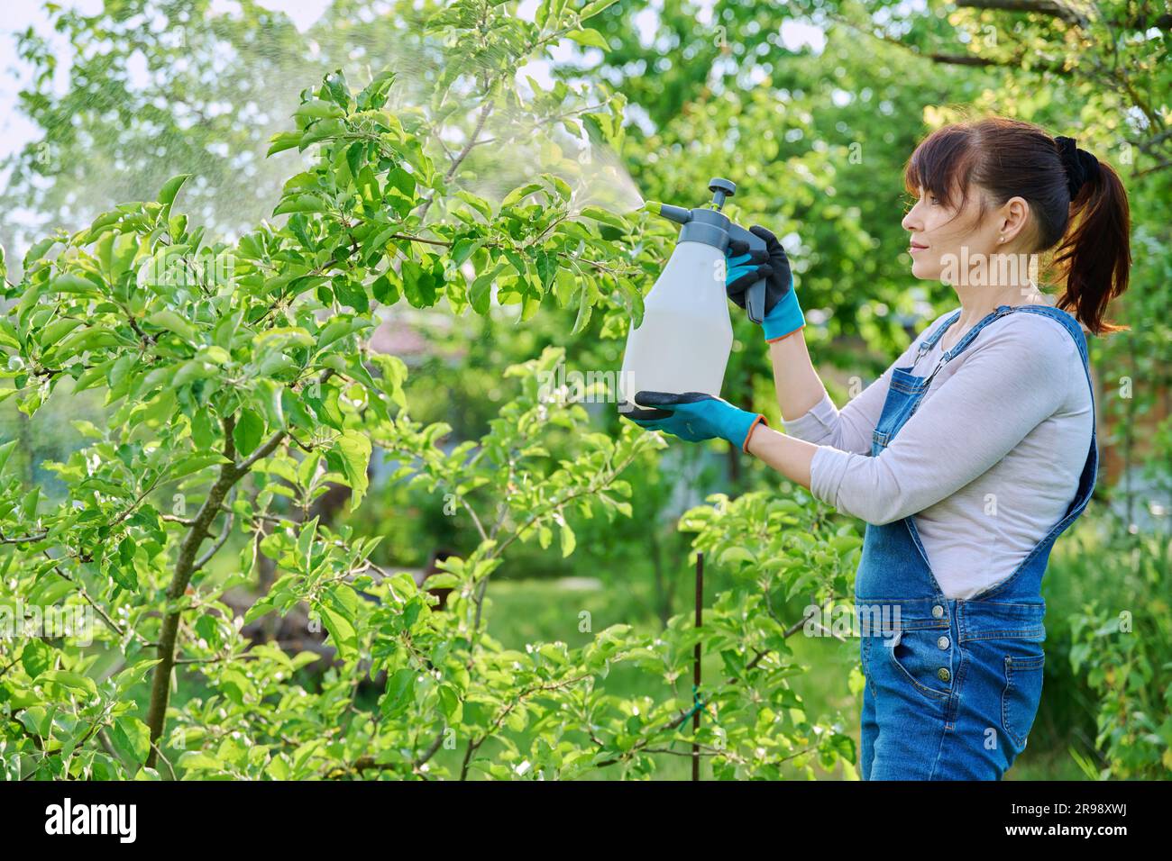 Woman sprays fungicides on fruit trees from plant diseases and pests ...