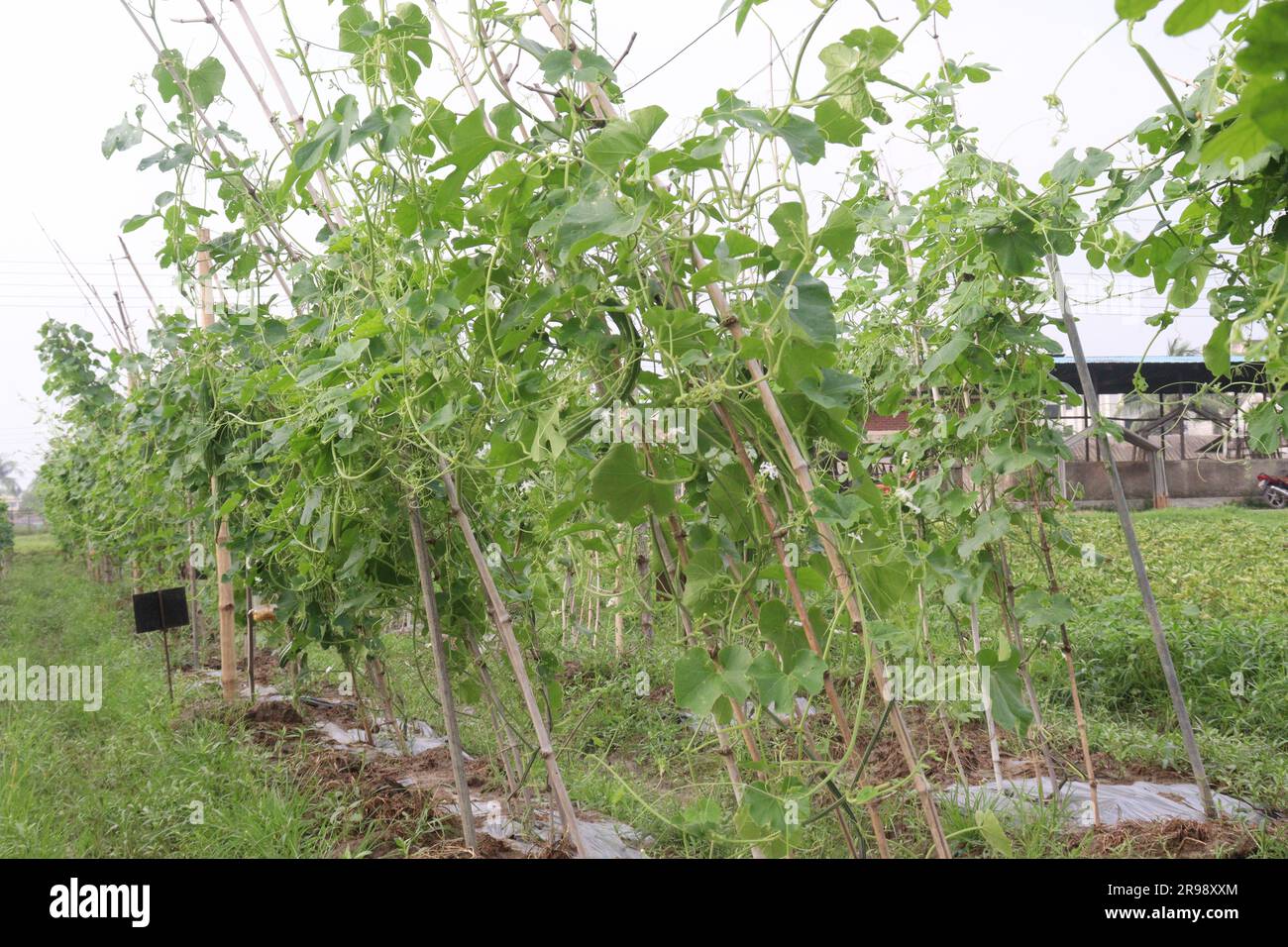 Healthy Snake Gourd on tree in farm for harvest are cash crops Stock ...