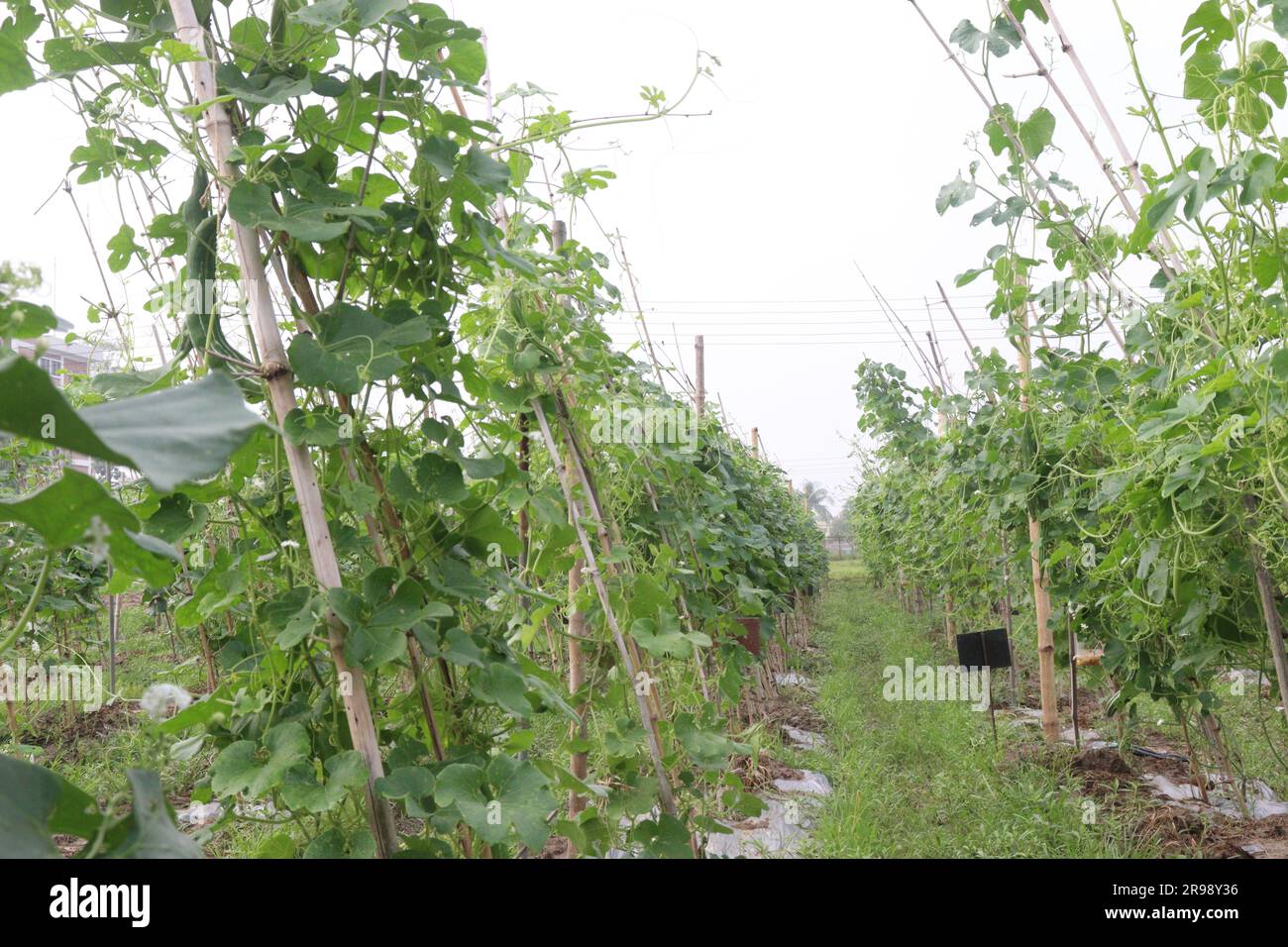 Healthy Snake Gourd on tree in farm for harvest are cash crops Stock ...