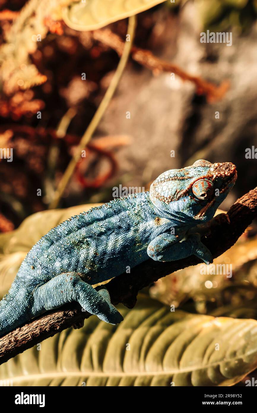 chameleon with rolling eyes in a terrarium close-up. A multicolored ...