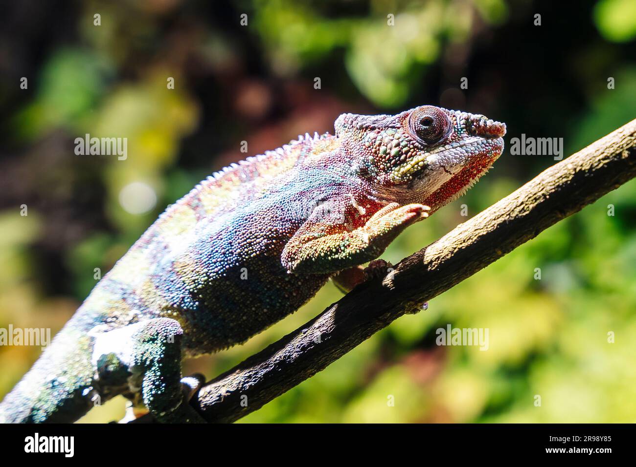 chameleon with rolling eyes in a terrarium close-up. A multicolored ...