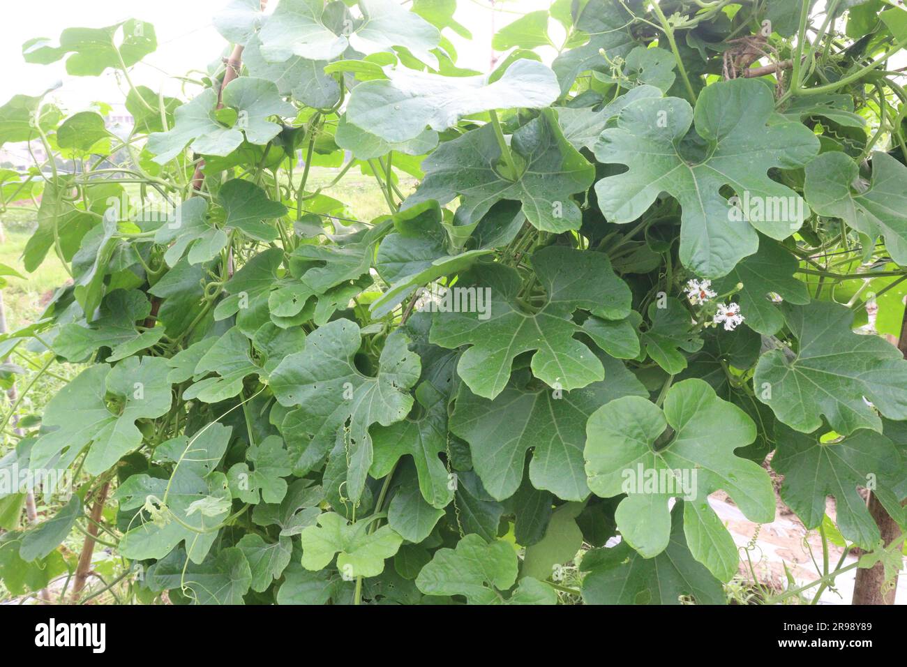 Healthy Snake Gourd on tree in farm for harvest are cash crops Stock ...