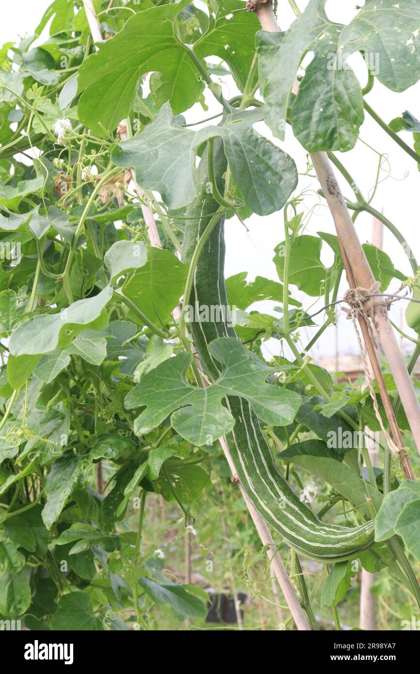 Healthy Snake Gourd on tree in farm for harvest are cash crops Stock ...