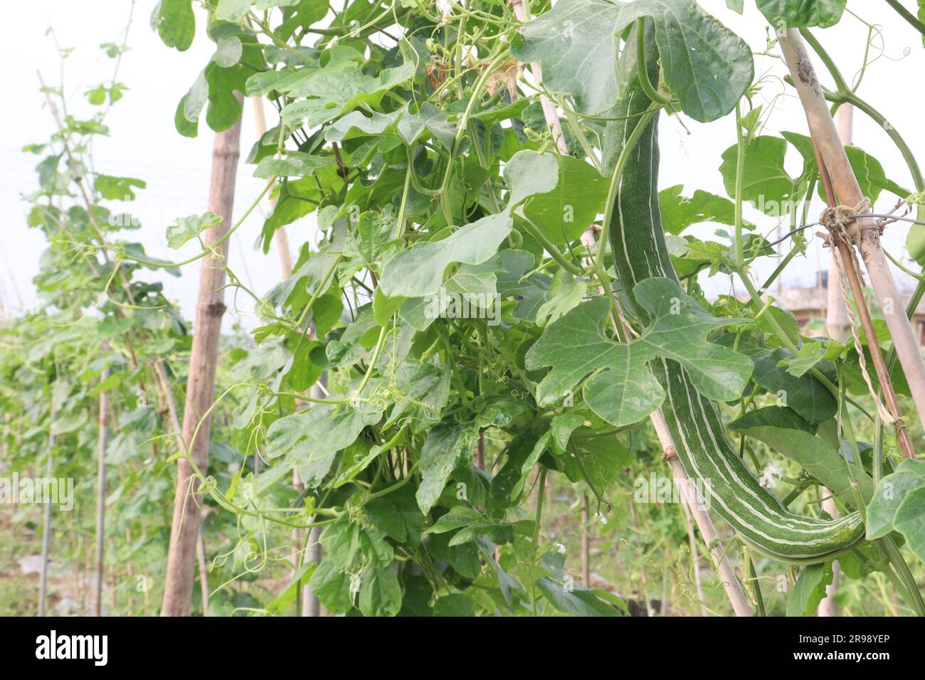 Healthy Snake Gourd on tree in farm for harvest are cash crops Stock ...