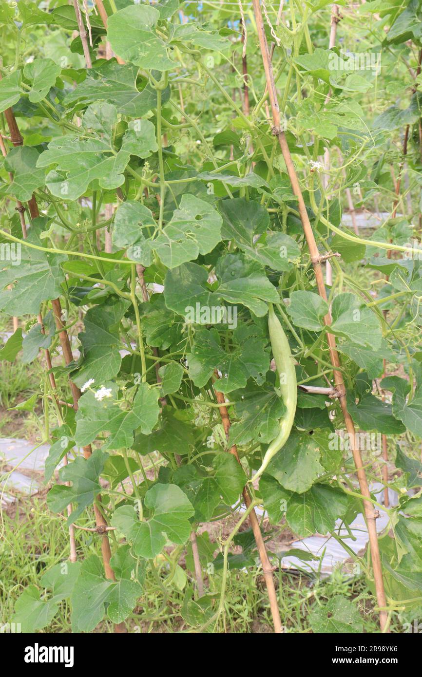 Healthy Snake Gourd on tree in farm for harvest are cash crops Stock ...