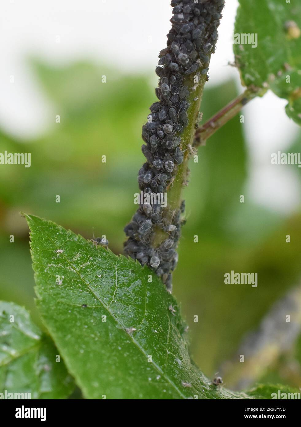 Closeup on bird cherry tree leaves heavily infected by aphids Stock ...