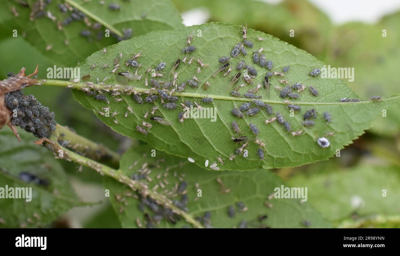 Closeup on bird cherry tree leaves heavily infected by aphids Stock ...