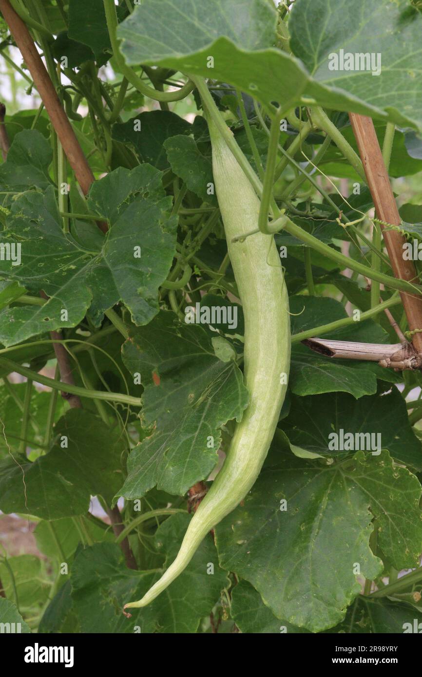 Healthy Snake Gourd on tree in farm for harvest are cash crops Stock ...