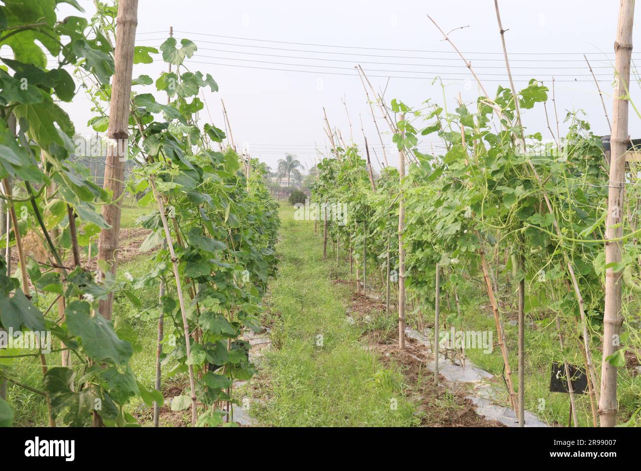 Healthy Snake Gourd on tree in farm for harvest are cash crops Stock ...