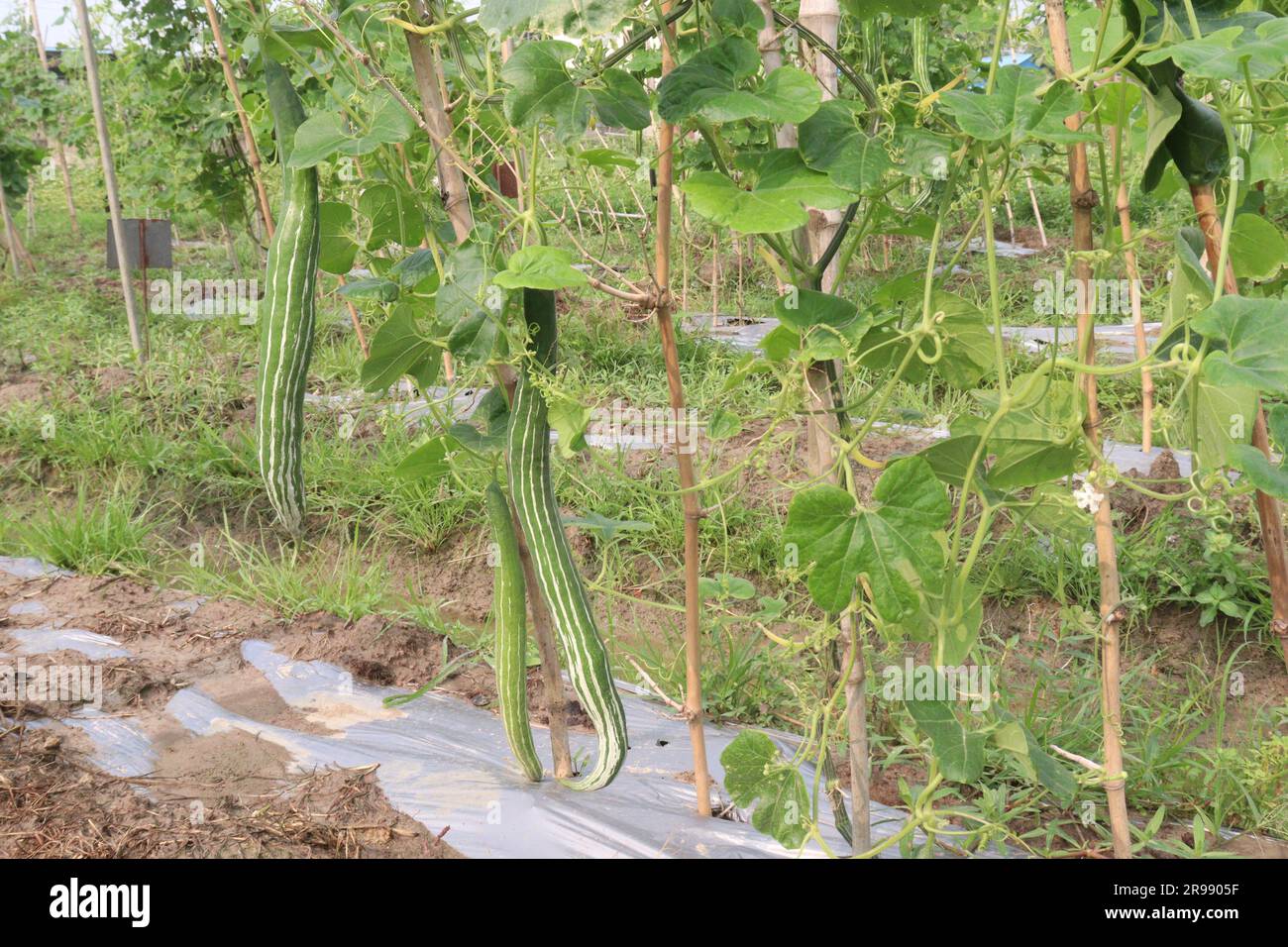 Healthy Snake Gourd on tree in farm for harvest are cash crops Stock ...