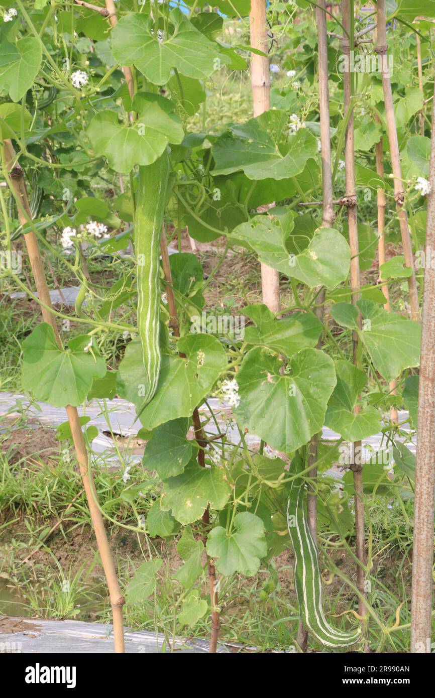 Healthy Snake Gourd on tree in farm for harvest are cash crops Stock ...