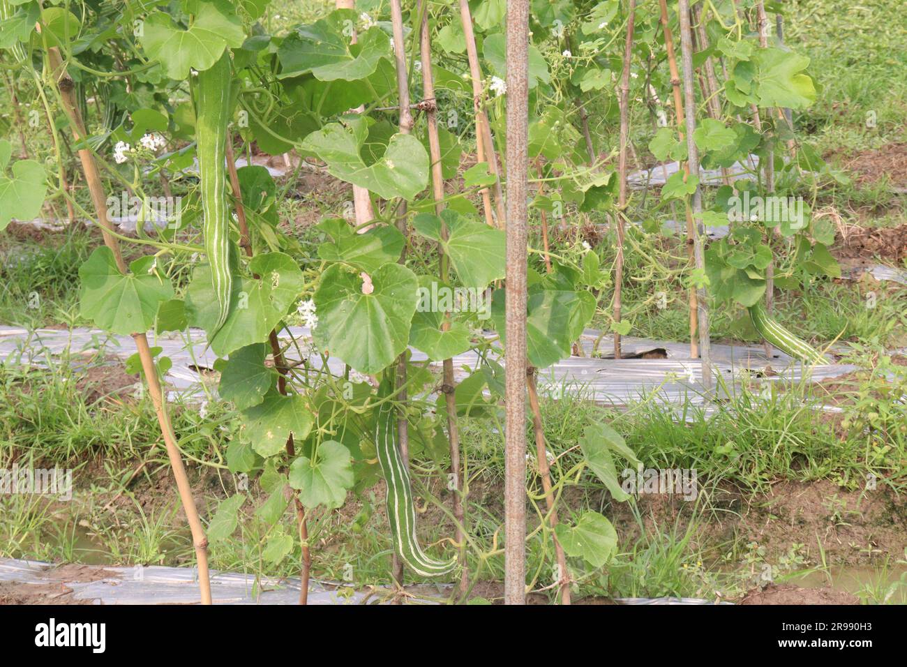 Healthy Snake Gourd on tree in farm for harvest are cash crops Stock ...