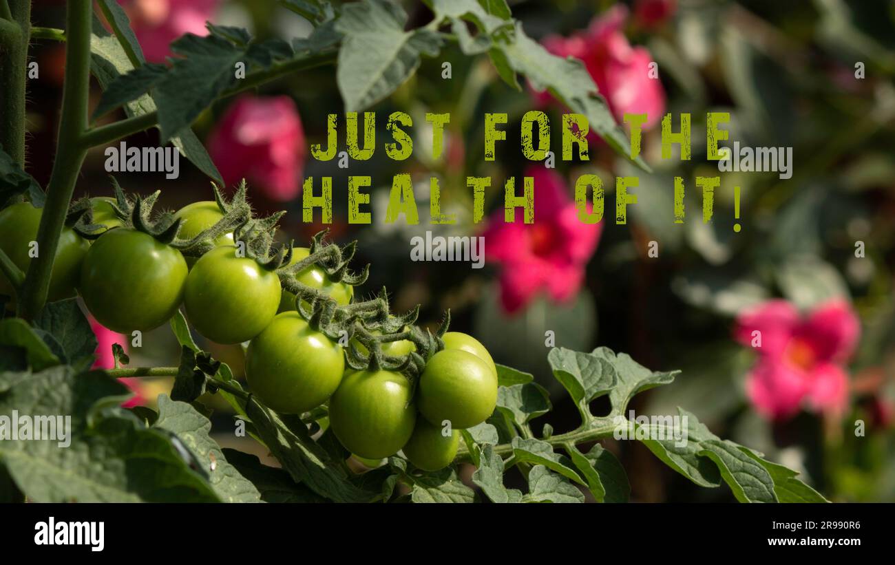 Just for the health of it sentence. Fresh fruits and vegetables Stock ...