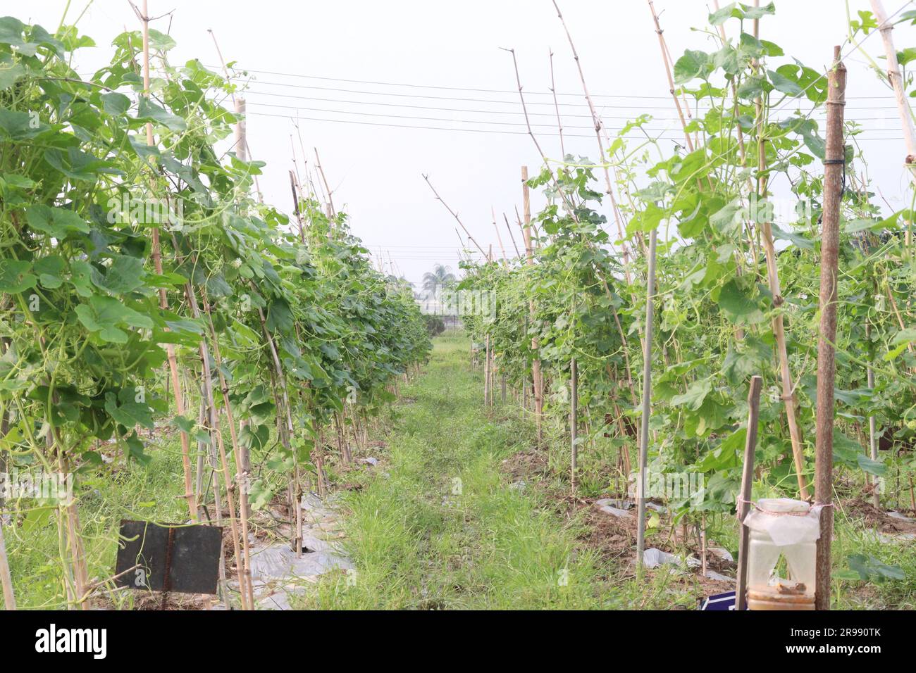 Healthy Snake Gourd on tree in farm for harvest are cash crops Stock ...