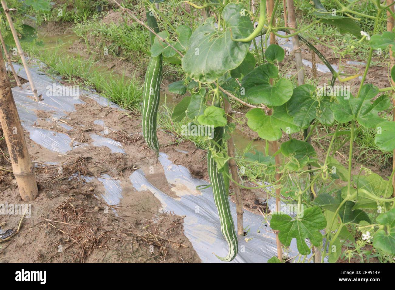 Healthy Snake Gourd on tree in farm for harvest are cash crops Stock ...