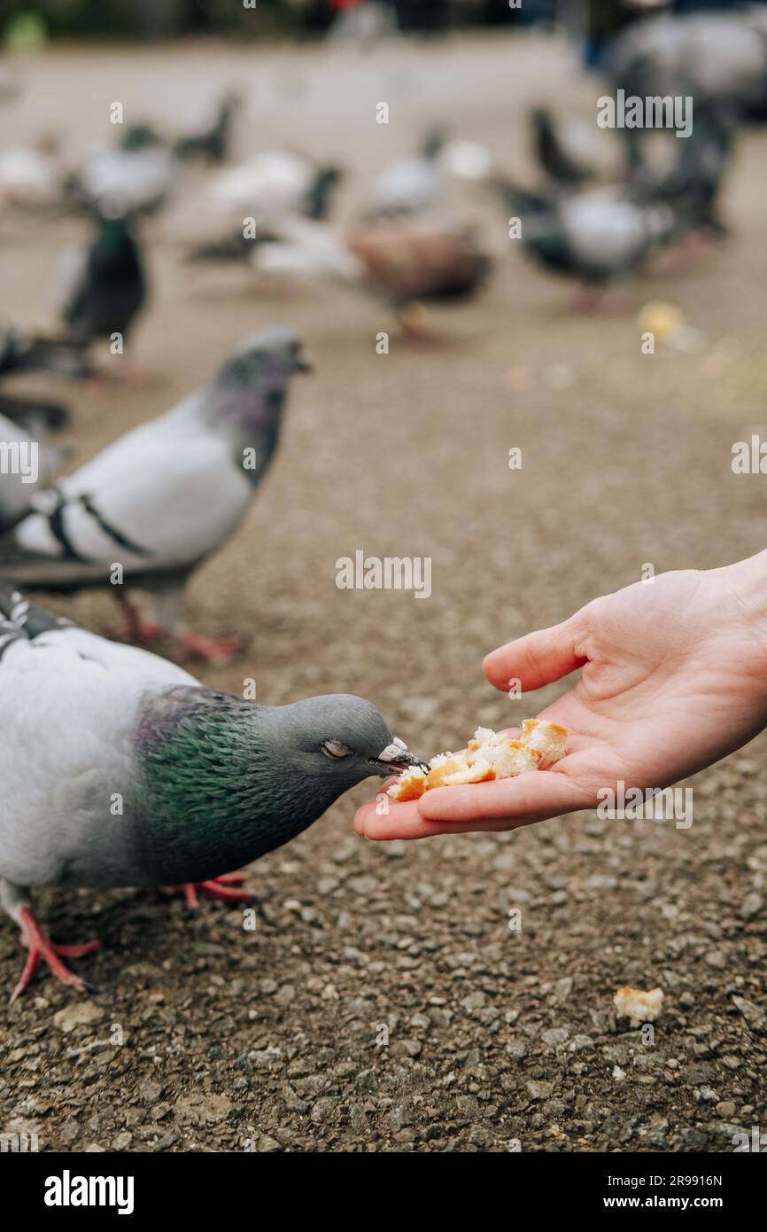 Pigeon eating food street bird domestic hi-res stock photography and ...