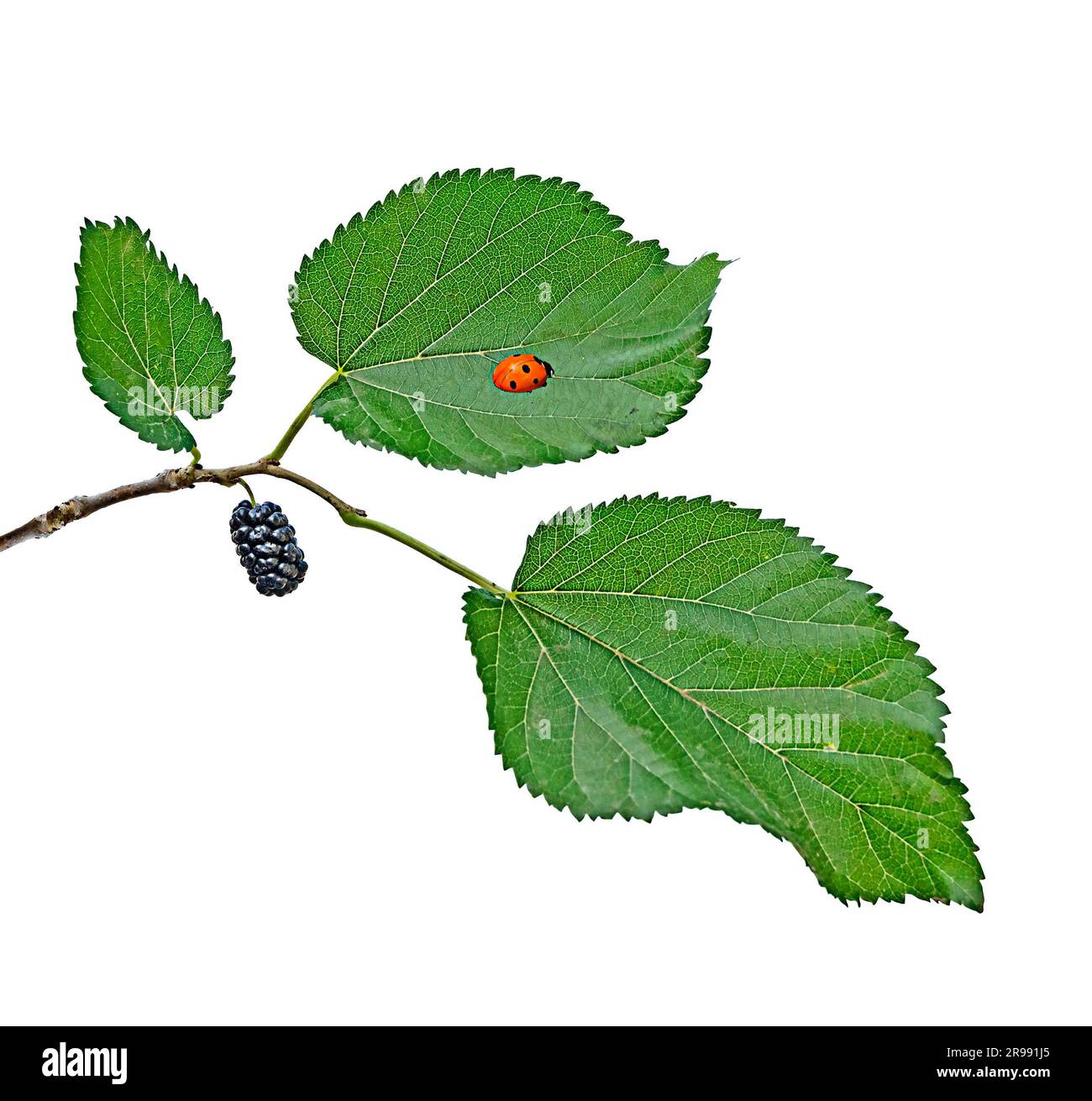 mulberry isolated on white background Stock Photo - Alamy