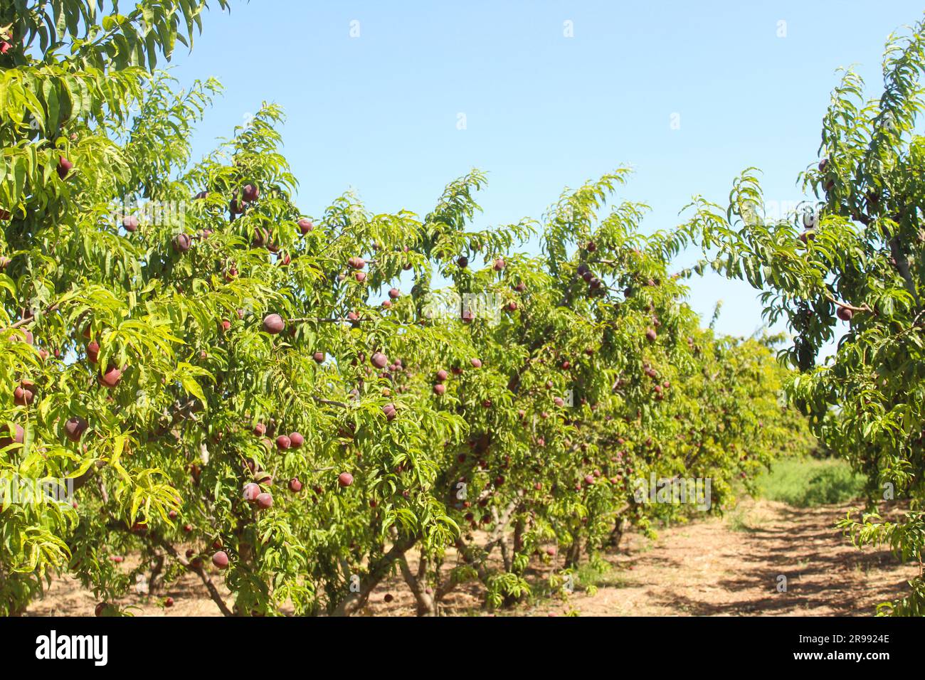 Ripe peaches on trees in the orchard Stock Photo - Alamy