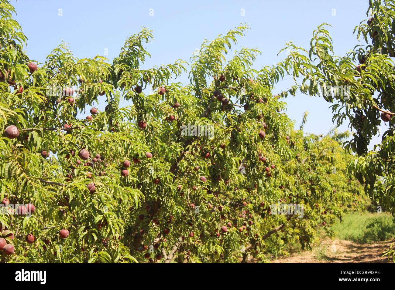 Peach tree harvesting hi-res stock photography and images - Alamy