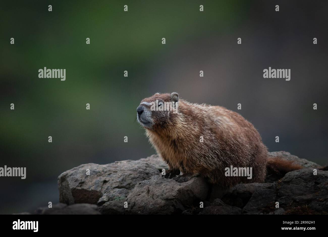 Yellow-bellied Marmot (Marmota flaviventris), Palouse Falls State Park ...