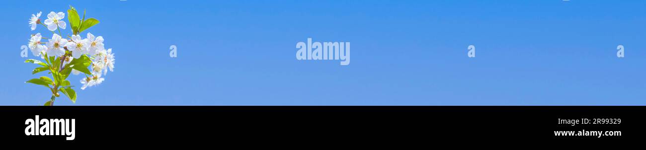 Spring flowers blue sky and blue background horizonal banner , copy ...