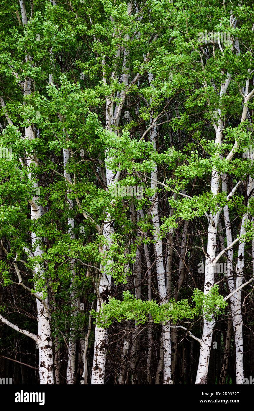 Aspen grove in spring, Montana, USA Stock Photo - Alamy