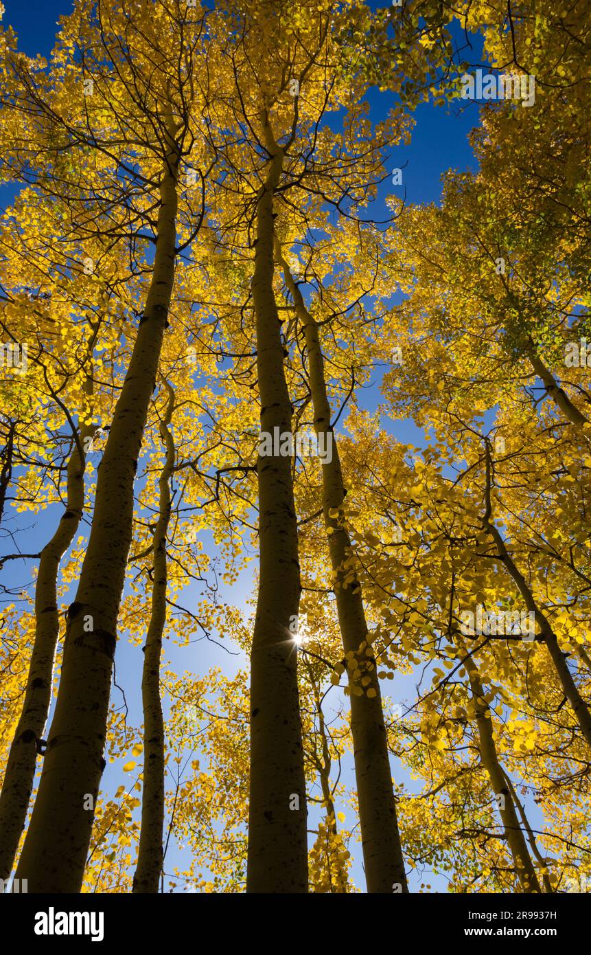 Aspen trees populus tremuloides teton hi-res stock photography and ...