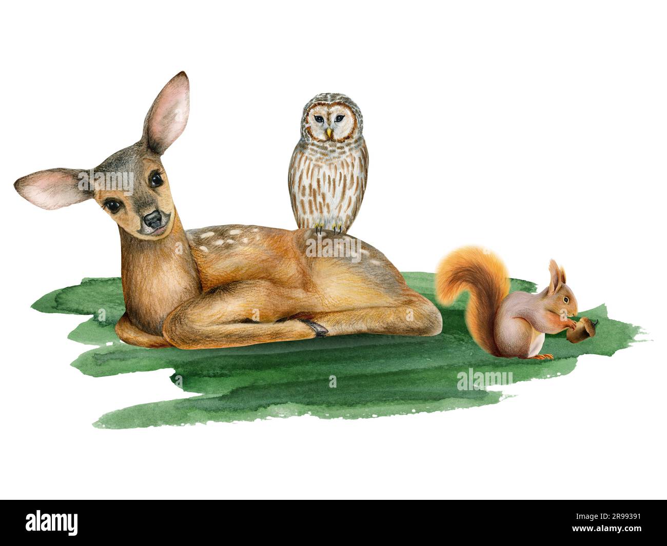 Watercolor baby deer, striped owl and squirrel on green grass ...