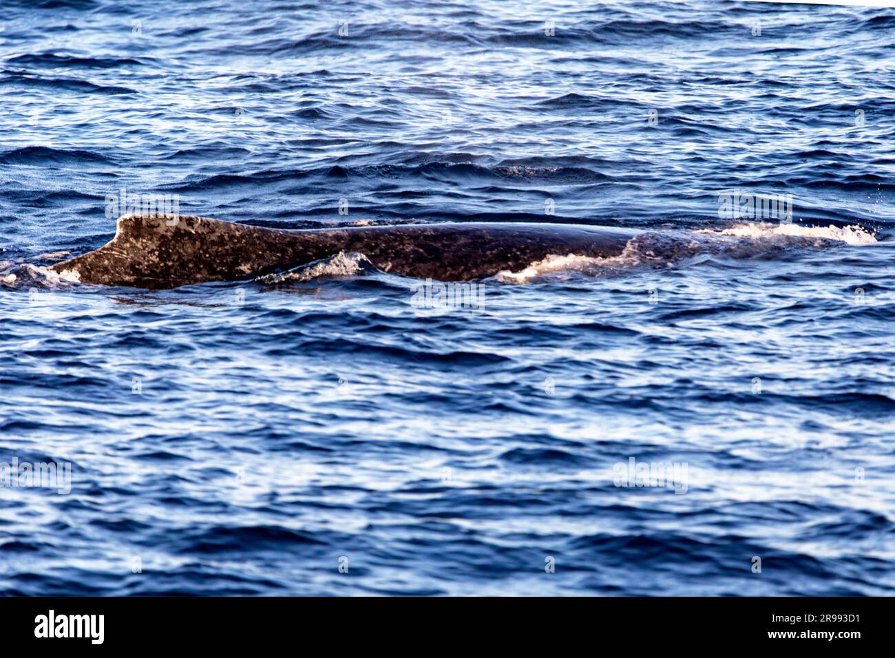 Whale emerging from the depths to breathe near the Cape Saint Luke Arch ...