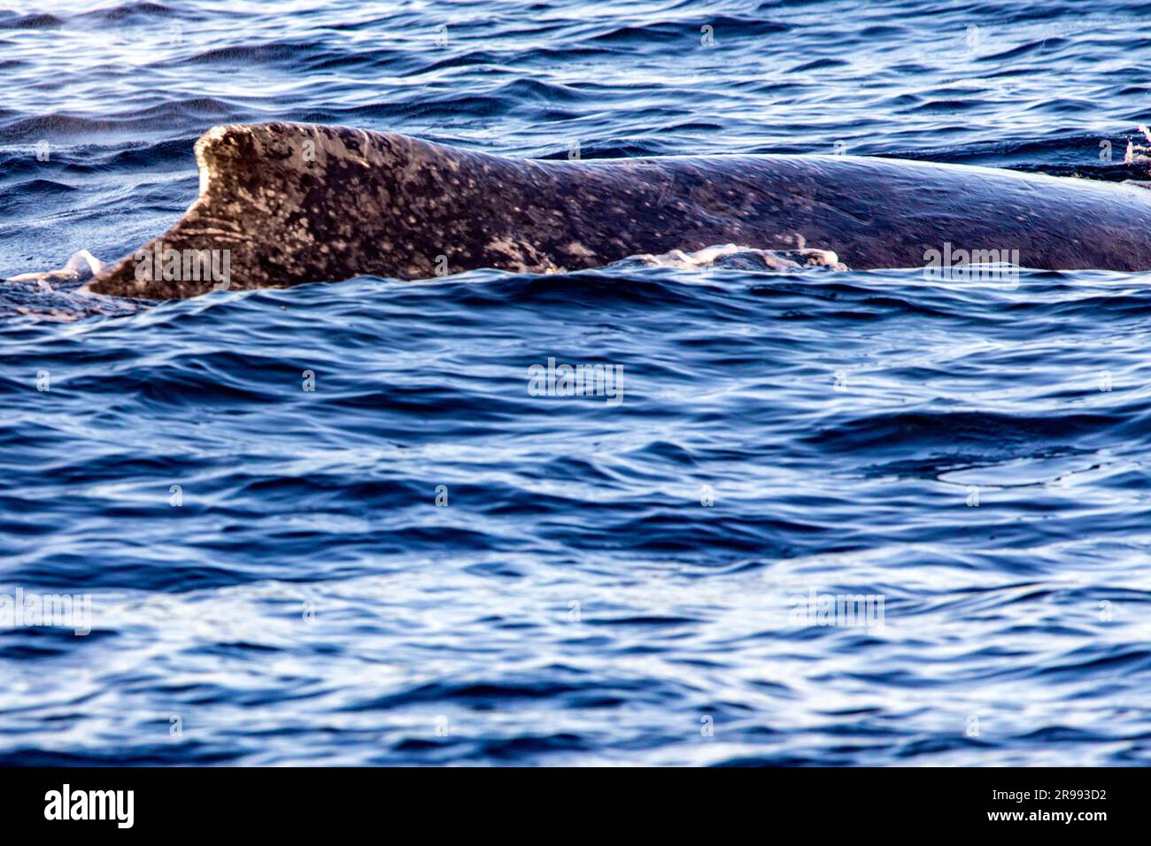 Whale emerging from the deep sea near the Cape Saint Luke Arch in the ...