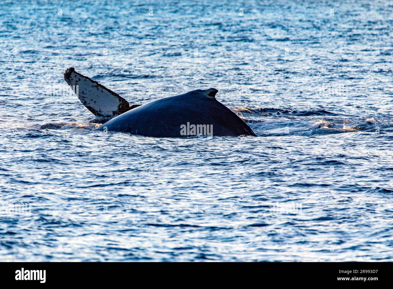 Whale emerging from the deep sea and jumping near the Cape Saint Luke ...